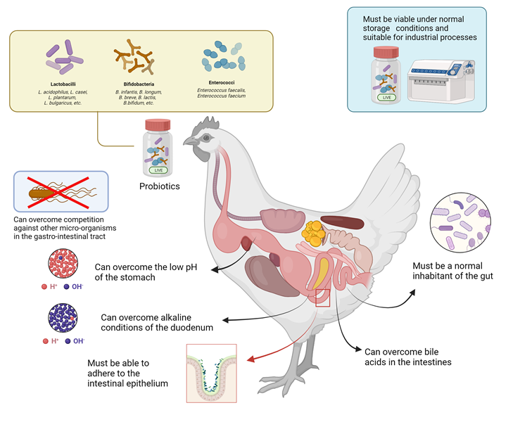 Probiotics as Antibiotic Alternatives for Salmonella Control in Poultry ...