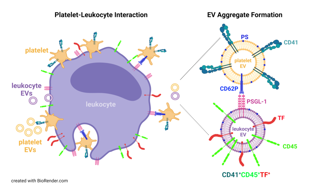 Expression of Tissue Factor and Platelet/Leukocyte Markers on ...