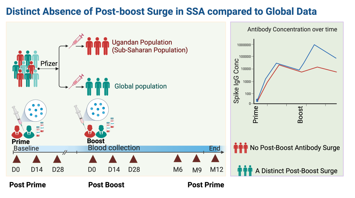 The Distinct Absence of a Post-boost Spike-IgG Antibody Surge in ...