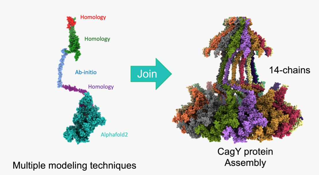 A Proposal for a Consolidated Structural Model of the CagY Protein of ...