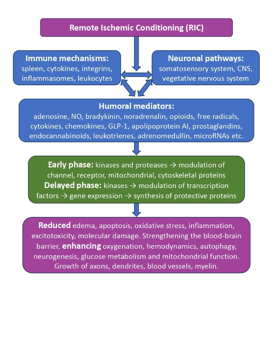 Neuroadaptive Biochemical Mechanisms of Remote Ischemic Conditioning[v1 ...