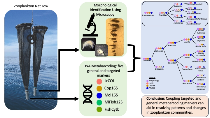 Evaluating Metabarcoding Markers for Identifying Zooplankton and ...