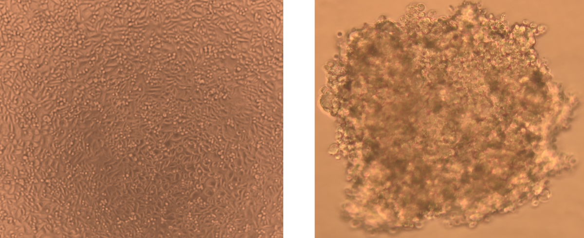 Development of Nanoparticles-Induced Genotoxicity in vitro Using Human ...