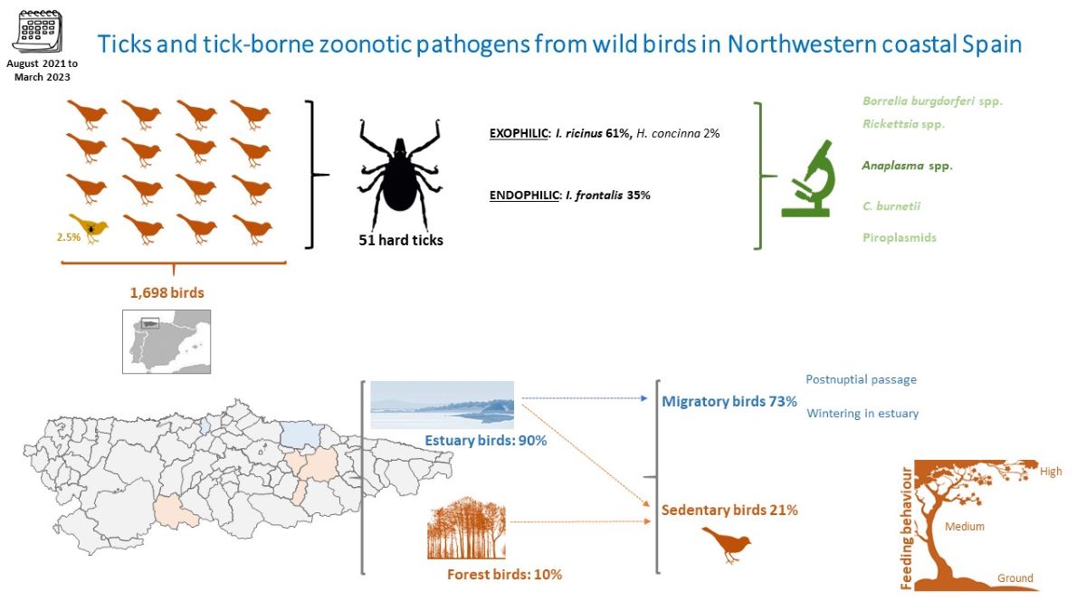 Ticks and Tick-Borne Zoonotic Pathogens From Wild Birds in Northwestern ...