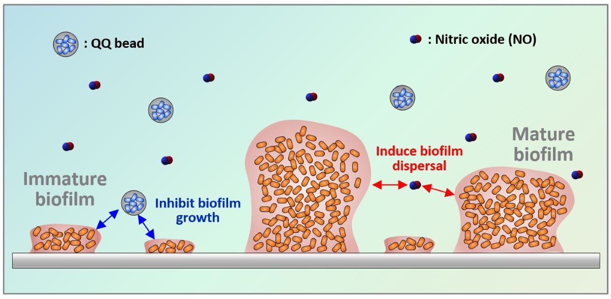Inhibiting biofilm formation via simultaneous application of nitric ...