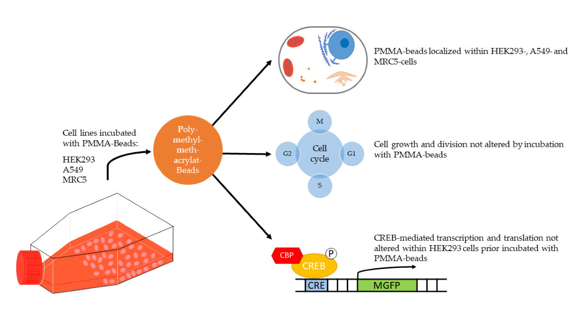 Uptake and Cellular Effects of Polymethylmethacrylate on Human Cell ...