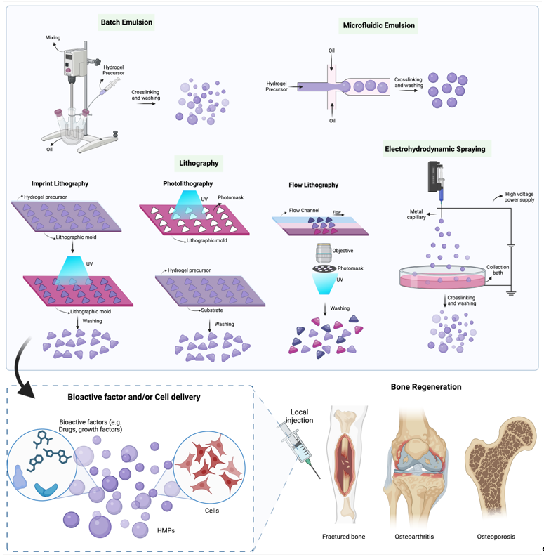Hydrogel Microparticles for Bone Regeneration[v1] | Preprints.org