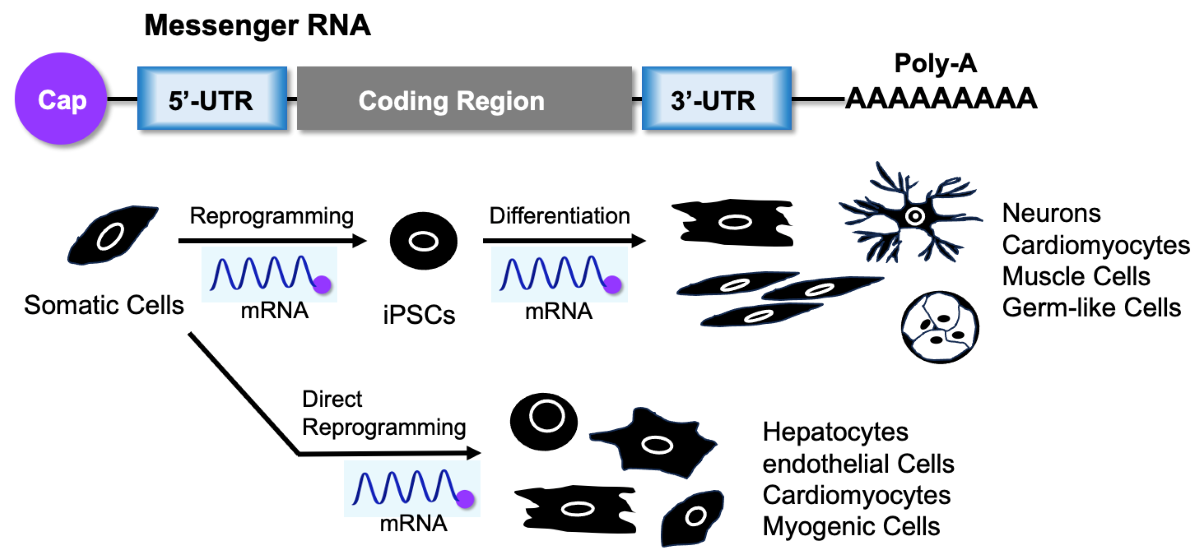 Cell Reprogramming and Differentiation Utilizing Messenger RNA for Regenerative Medicine[v1 ...