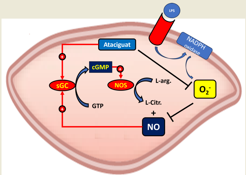 Guanylyl Cyclase Activator Improves Endothelial Function by Decreasing ...