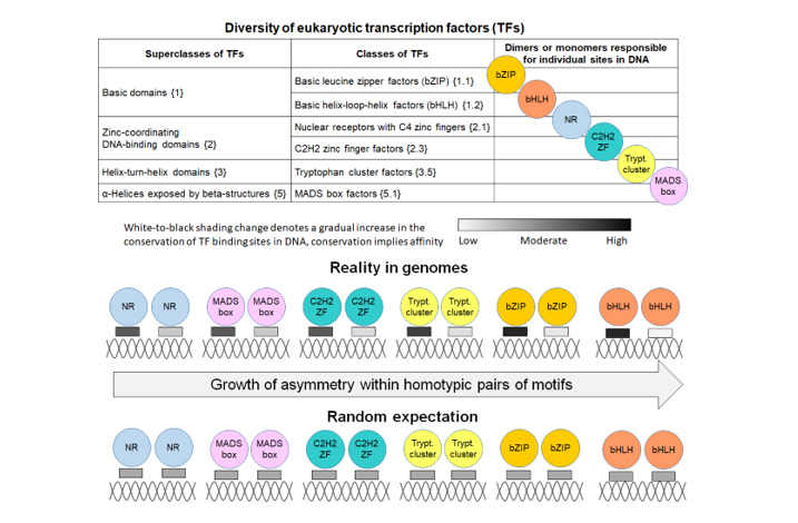 Asymmetry of Motifs Conservation within Homotypic Composite Elements ...