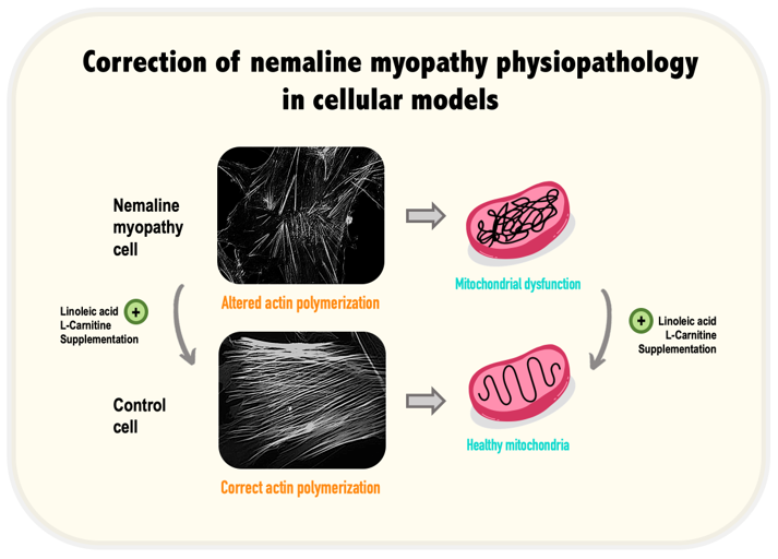 Actin Polymerization Defects Induce Mitochondrial Dysfunction in ...