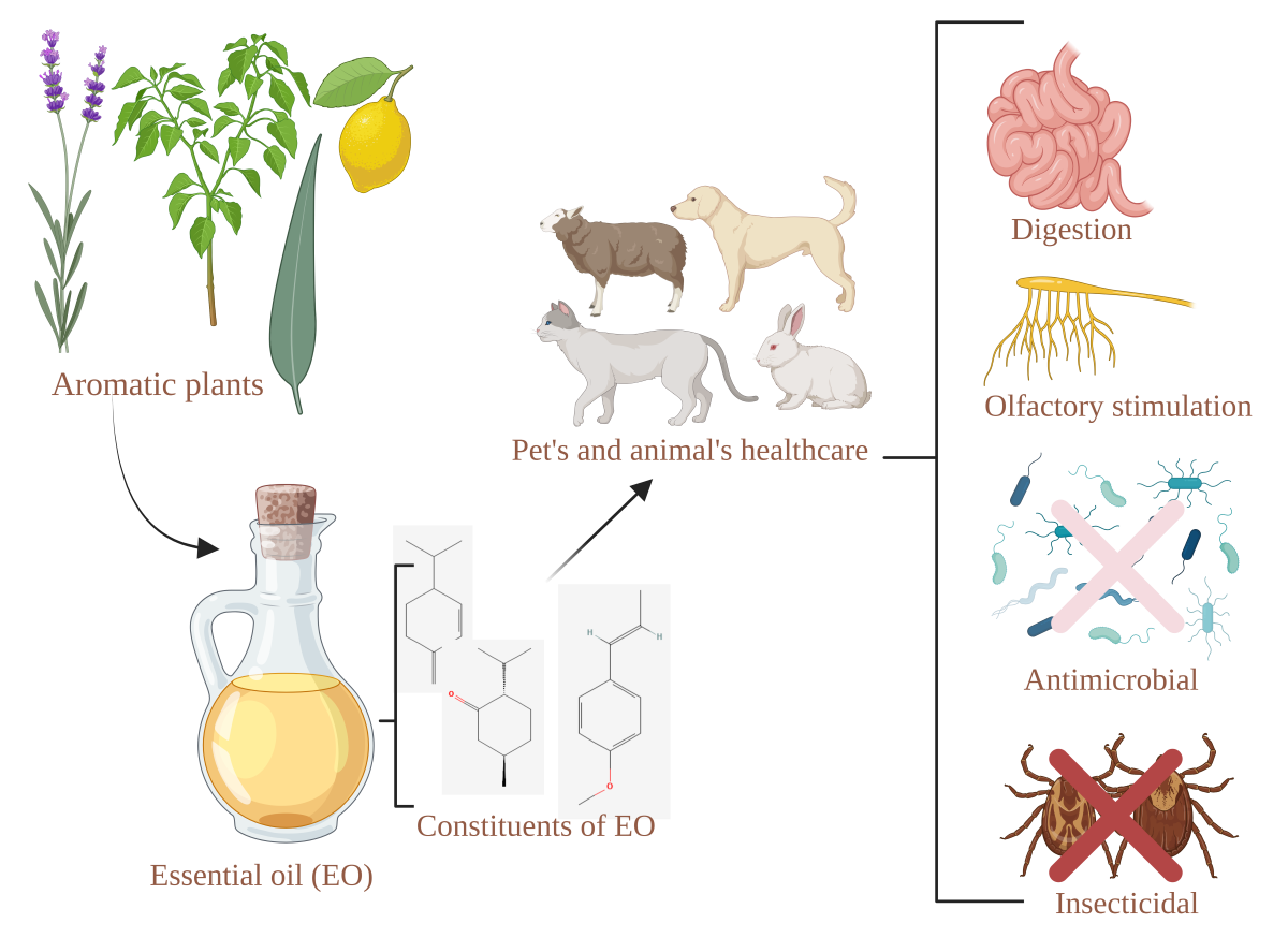 Composition, Bioactivities, Safety Concerns, and Impact of Essential ...