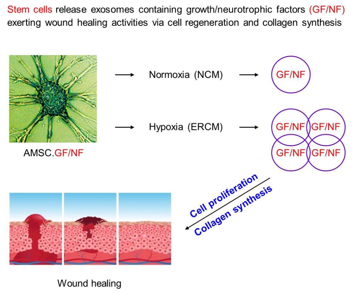 An Exosome-Rich Conditioned Medium from Human Amniotic Membrane Stem ...