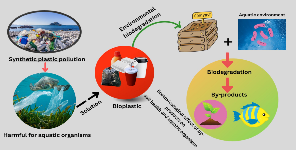 Ecotoxicological Impact of Bioplastics Biodegradation: A Comprehensive ...