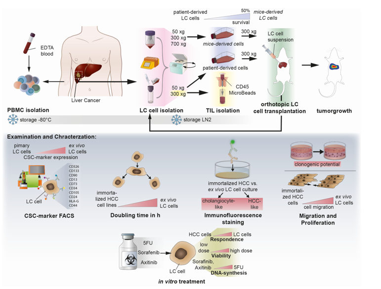 Generating Patient-Derived HCC Cell Lines Suitable for Predictive In ...