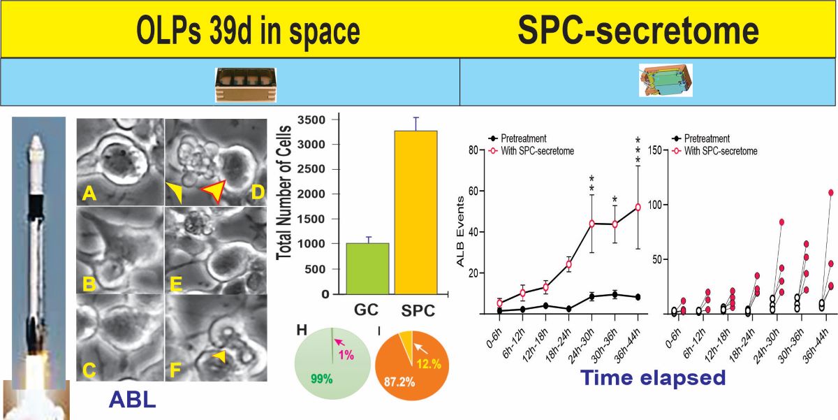Space Flight Enhances Autophagy-like Behavior in Human Neural Stem ...
