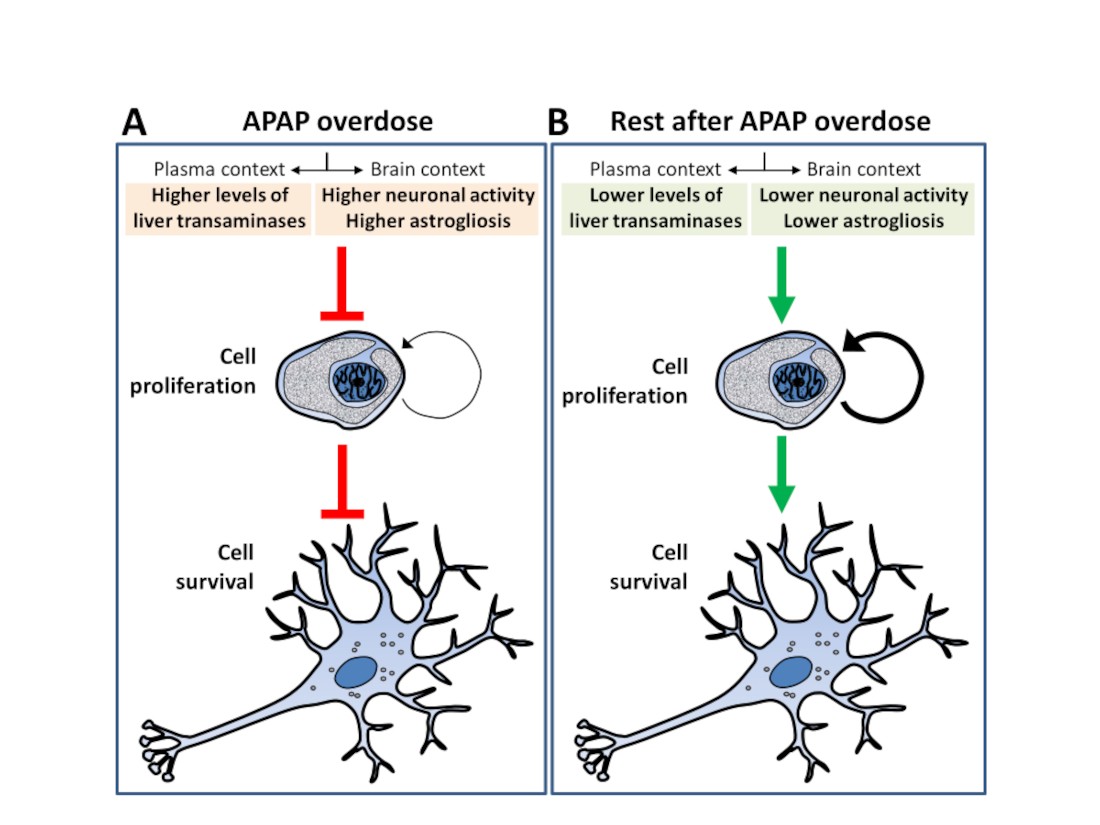 Inhibition of Adult Neurogenesis in Male Mice after Repeated Exposure ...