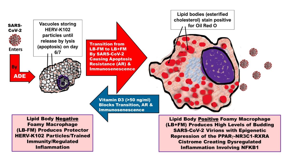 Antibody Dependent Enhancement (ADE) of Infection into Macrophages ...