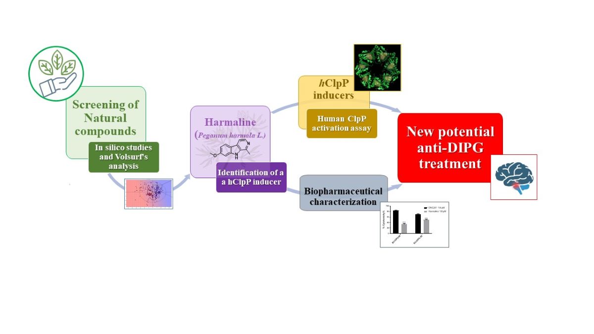 Harmaline and Human ClpP Activation for Pediatric Diffuse Intrinsic ...
