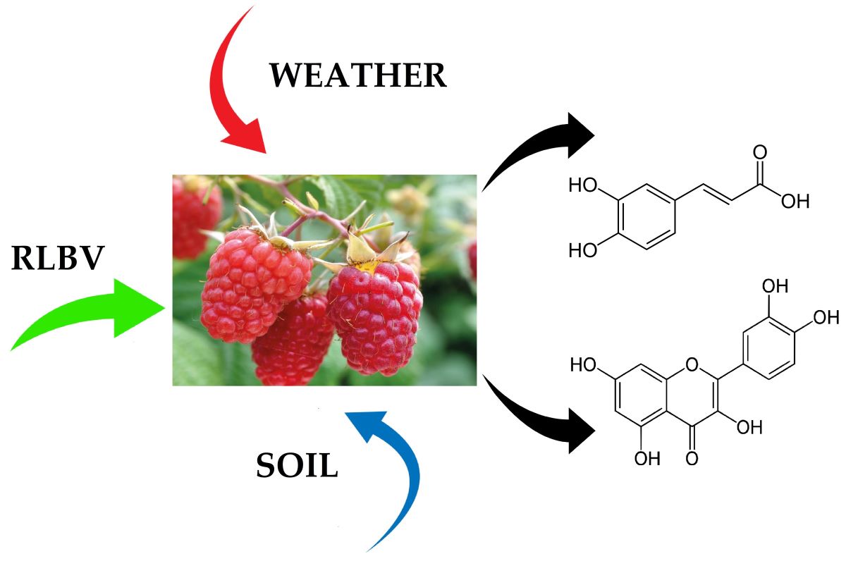 Chemical Composition of Healthy and Raspberry Leaf Blotch Emaravirus ...