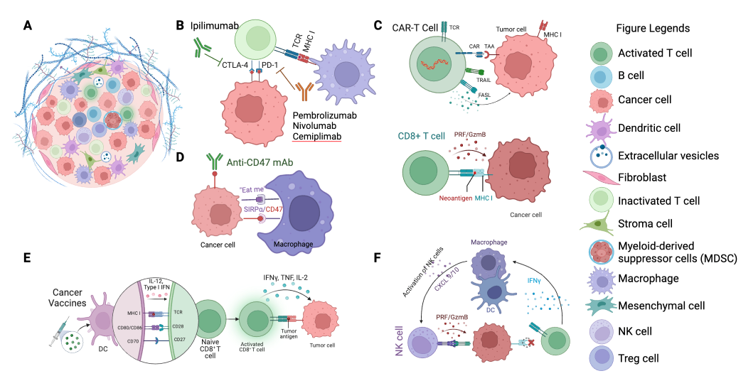 Navigating the Immune Maze: Pioneering Strategies for Un-shackling ...