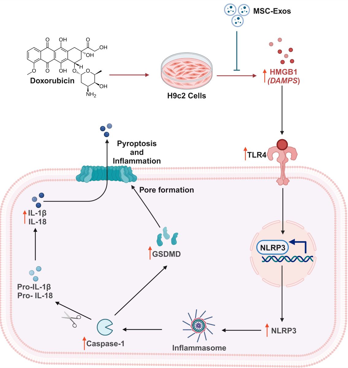 Mesenchymal Stem Cell Derived Exosomes Ameliorates Doxorubicin-Induced ...