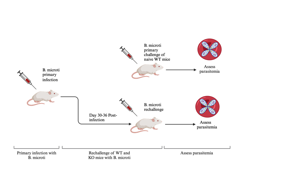 Immune Mediators Important for a Protective Recall Response to Babesia ...