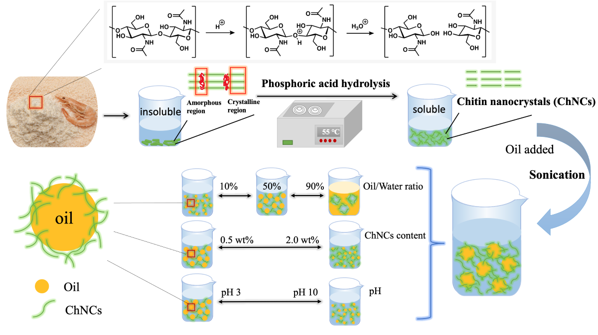Innovative Production of Phosphoric Acid-Hydrolyzed Chitin Nanocrystals ...