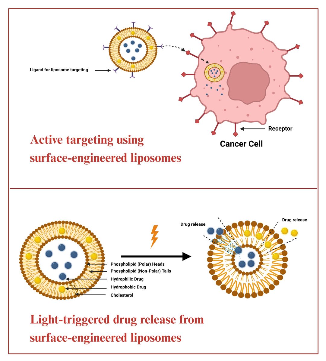 Light-Responsive and Dual-Targeting Liposomes: From Mechanisms to ...