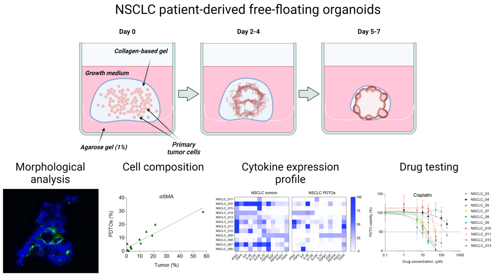 Patient-Derived Free-Floating Non-Small Cell Lung Cancer Organoids: A ...
