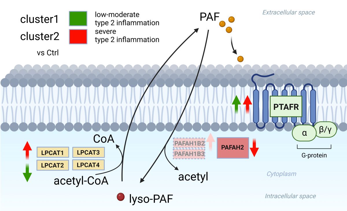 Severe Type 2 Inflammation Leads to High PAF-Associated Pathology in ...