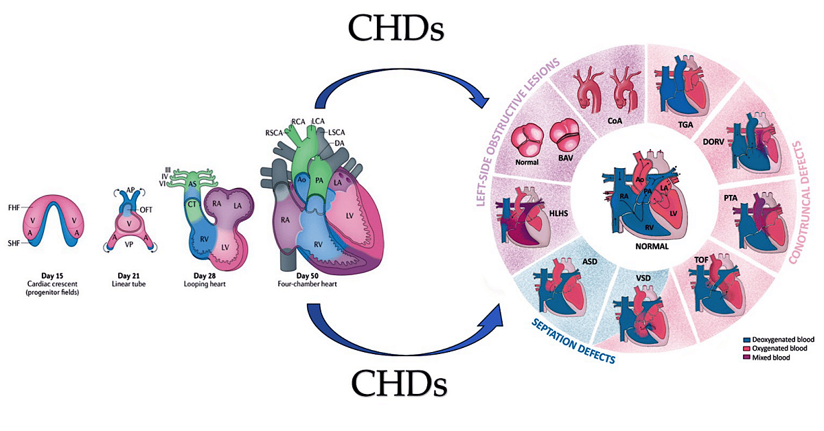 In-Depth Genomic Analysis: The New Challenge in Congenital Heart ...