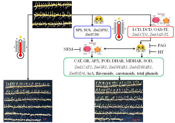 Metabolic and Functional Interaction of H2S and Sucrose in Maize ...