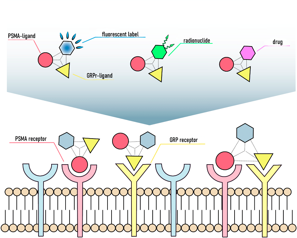 Routes to PSMA/GRPr Targeted Heterobivalent Conjugates: Synthetic ...