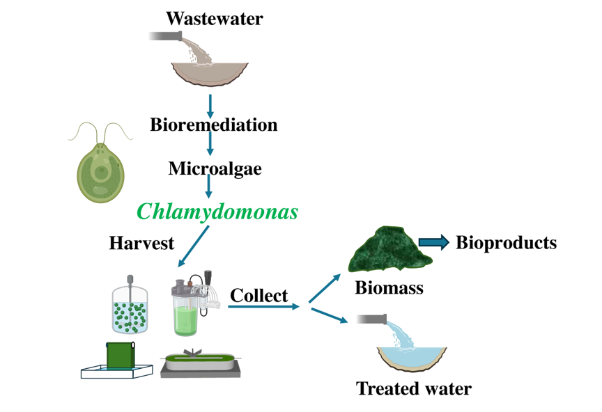 The Microalgae Chlamydomonas for Bioremediation and Bioproduct Production[v1] | Preprints.org