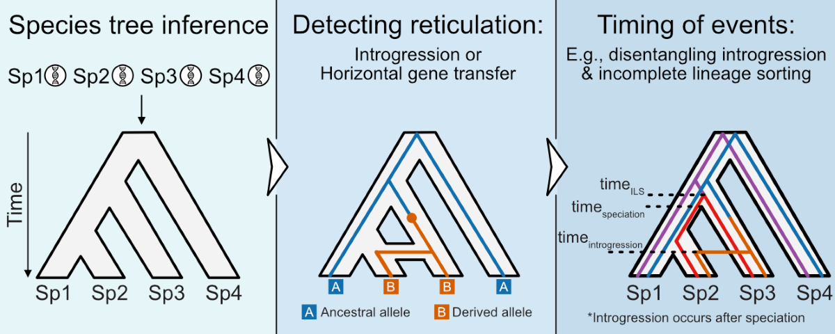 Reticulate Evolution: Detection and Utility in the Phylogenomics Era[v2 ...