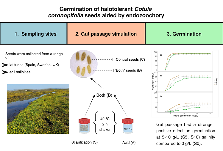 Invasive Buttonweed Cotula coronopifolia (Asteraceae) Is Halotolerant ...