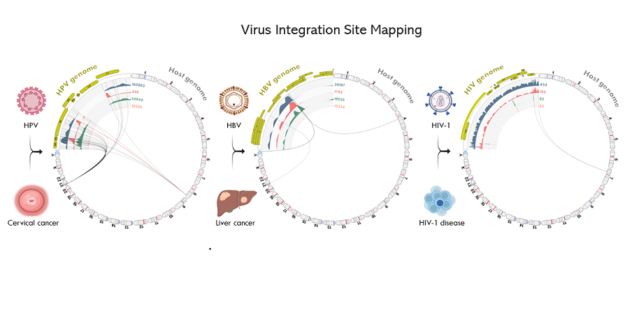 HPV, HBV, and HIV-1 Viral Integration Site Mapping: A Streamlined Workflow from NGS to Genomic ...