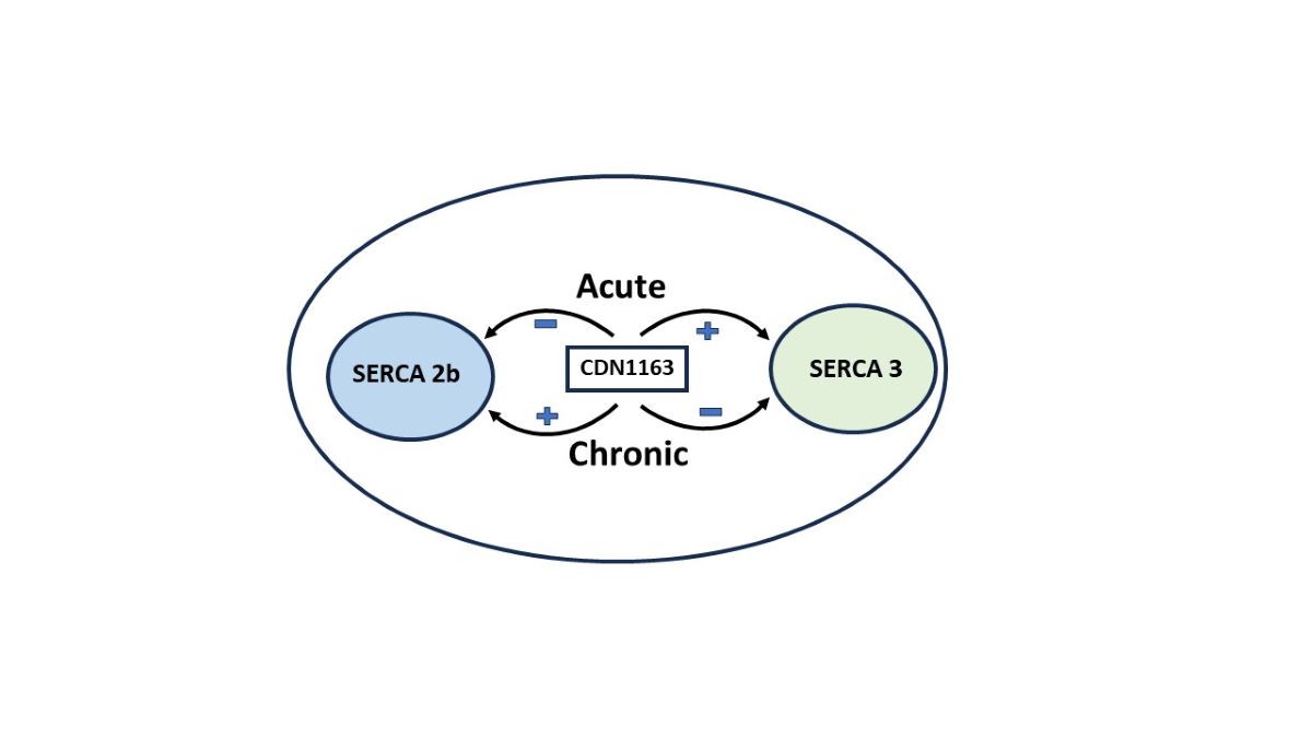 The Sarcoplasmic/Endoplasmic Reticulum Ca2+-ATPase (SERCA) Activator ...