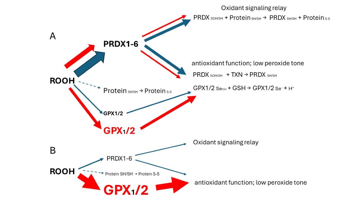 Evaluation of the Use of Cell Lines in Studies of Selenium-Dependent ...