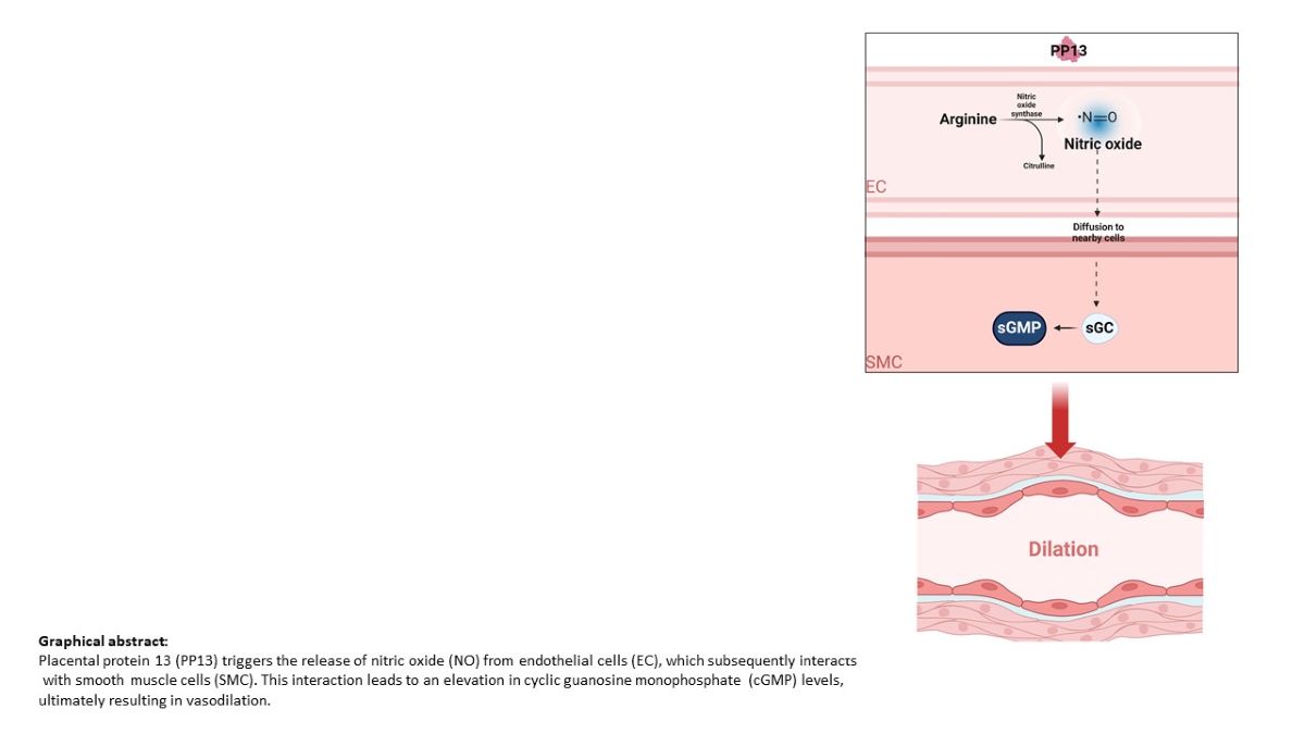 Placental Protein 13 (PP13): Vasomodulatory Effects on Human Uterine Arteries and Potential ...