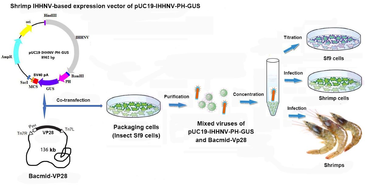 Development and Evaluation of a Shrimp Virus (IHHNV)-Mediated System ...