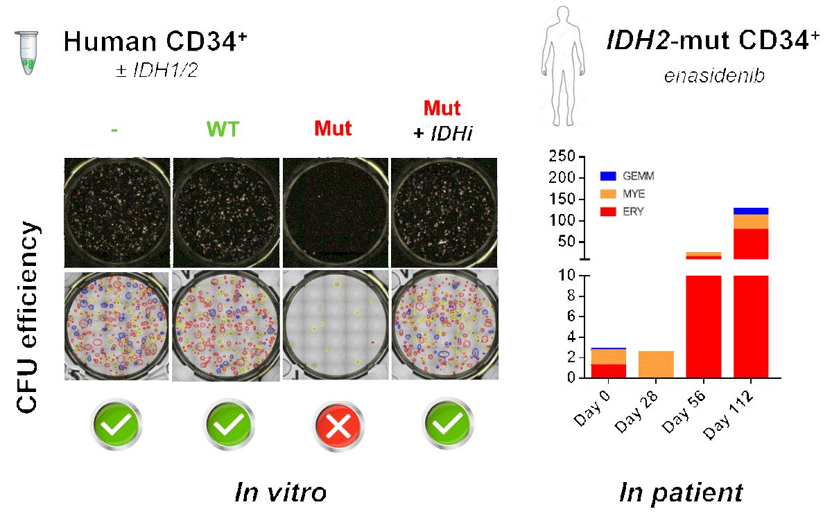 The Leukemic IDH1/2 Mutations Impair Myeloid and Erythroid Cell Differentiation of Primary Human ...