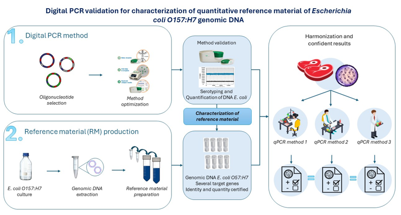 Digital PCR Validation for Characterization of Quantitative Reference Material of Escherichia ...