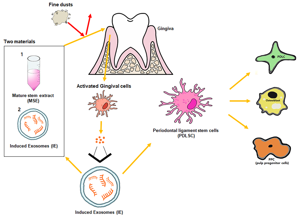 Preventive Functions of Hemp-Derived Biomaterials Against Periodontal ...