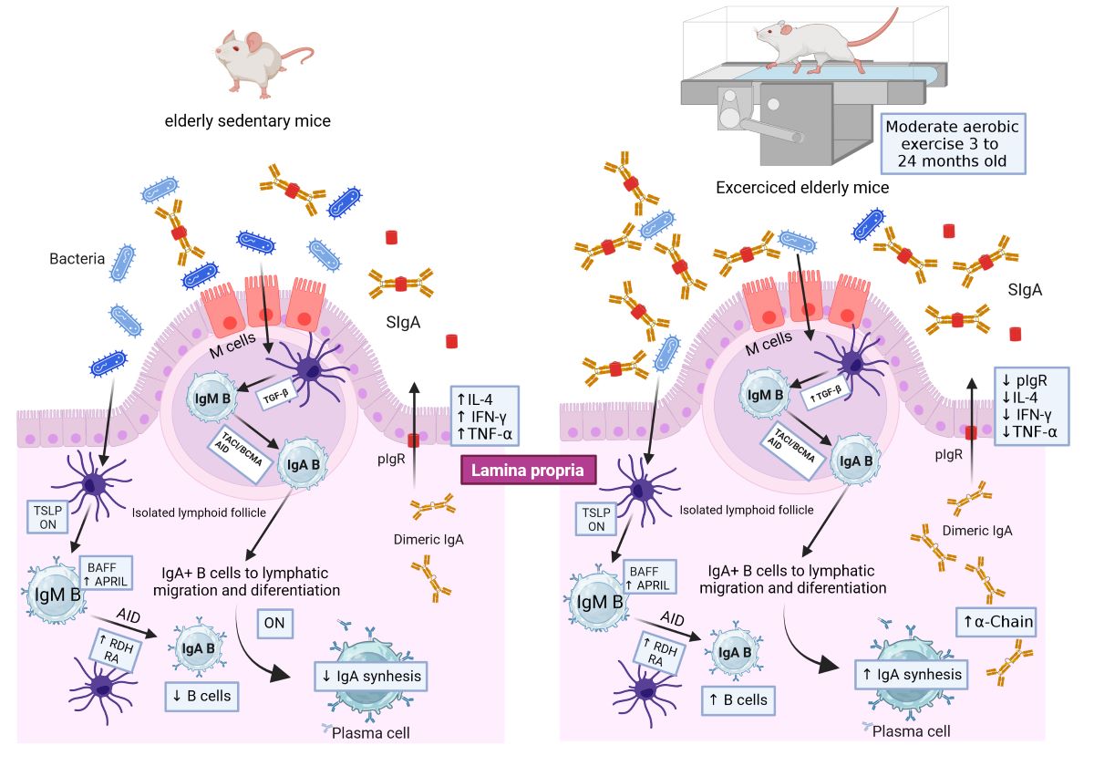 Moderate Aerobic Exercise Induces the Homeostatic IgA Generation in ...