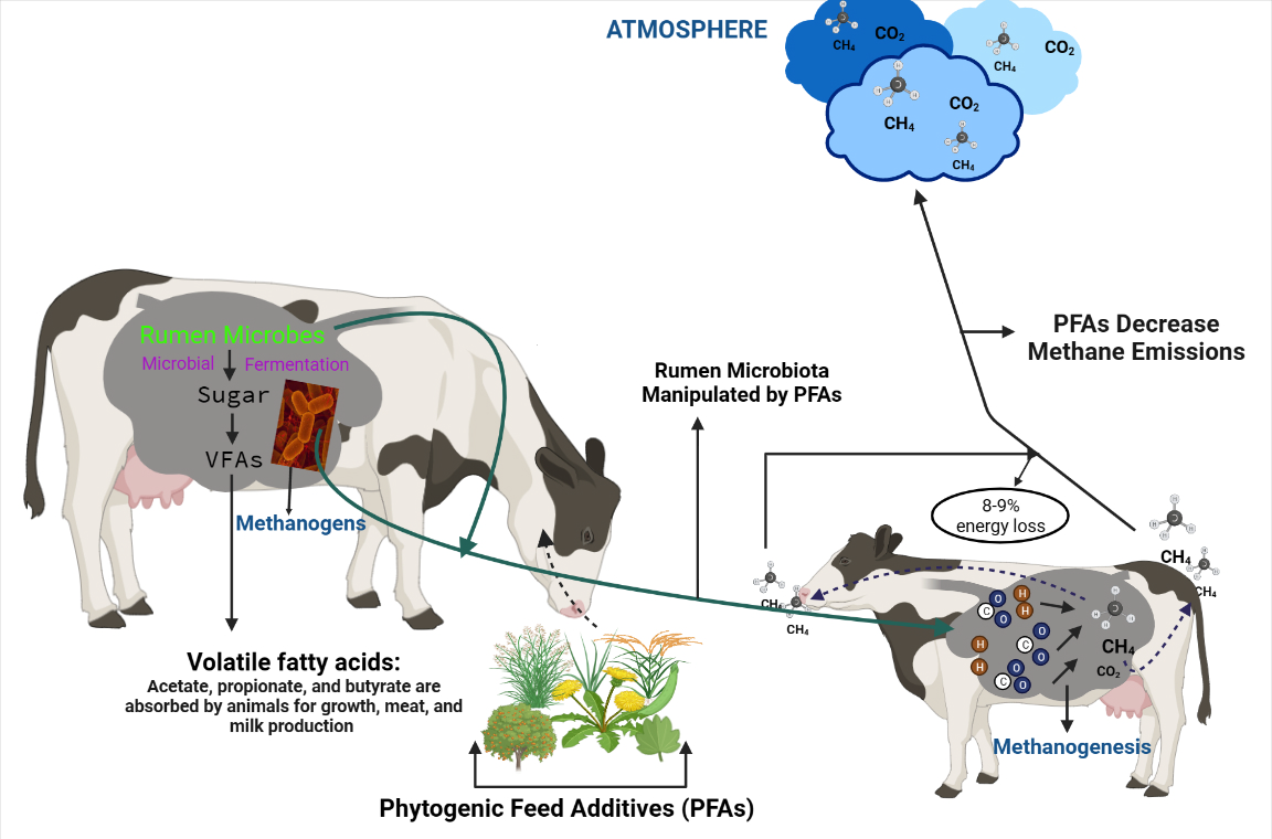 The Roles of Phytogenic Feed Additives on Mitigating Ruminant Methane ...