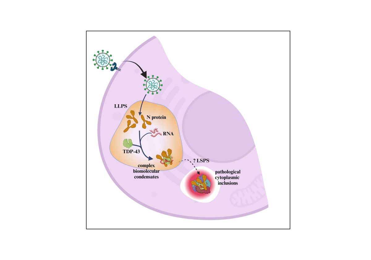 Phase separation of SARS-CoV-2 nucleocapsid protein with TDP-43 is ...