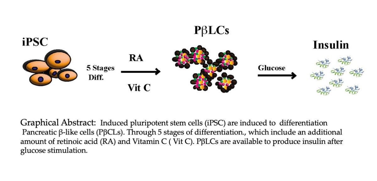 From iPSCs to Pancreatic β Cells: Unveiling Molecular Pathways and ...