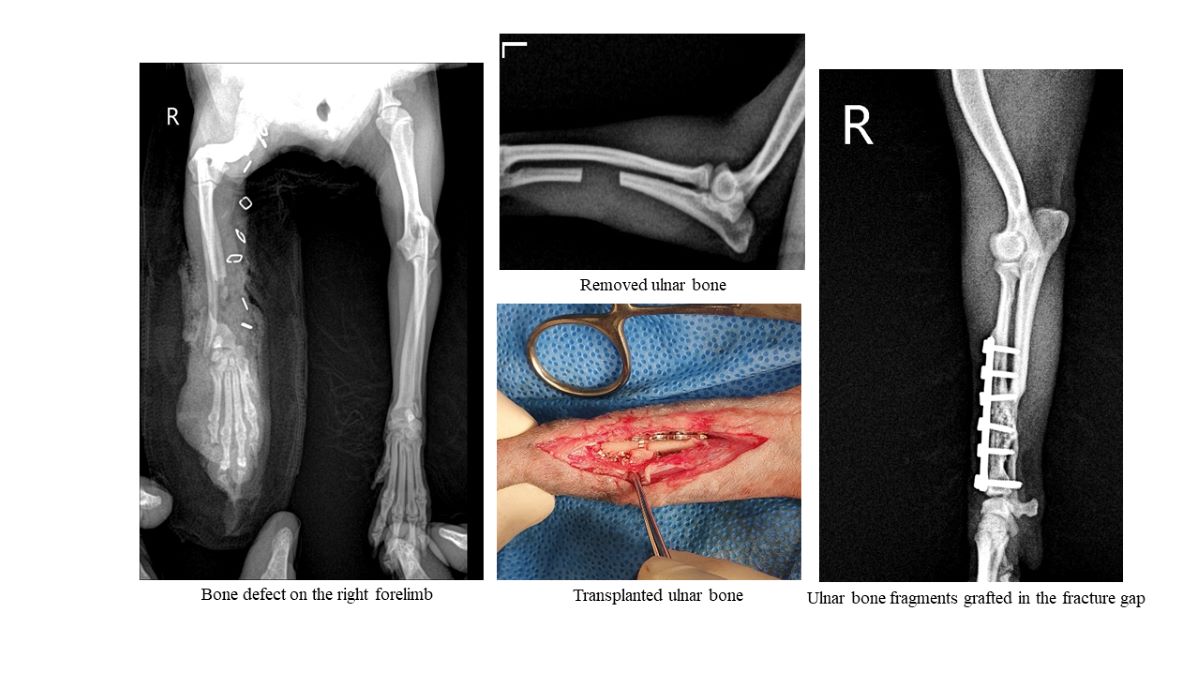 Skin Reconstruction and Ulnar Bone Grafting in a Dog with an Open Wound ...